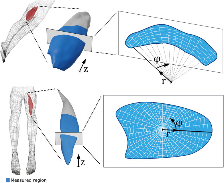 Frontiers | Three-dimensional mapping of ultrasound-derived skeletal ...