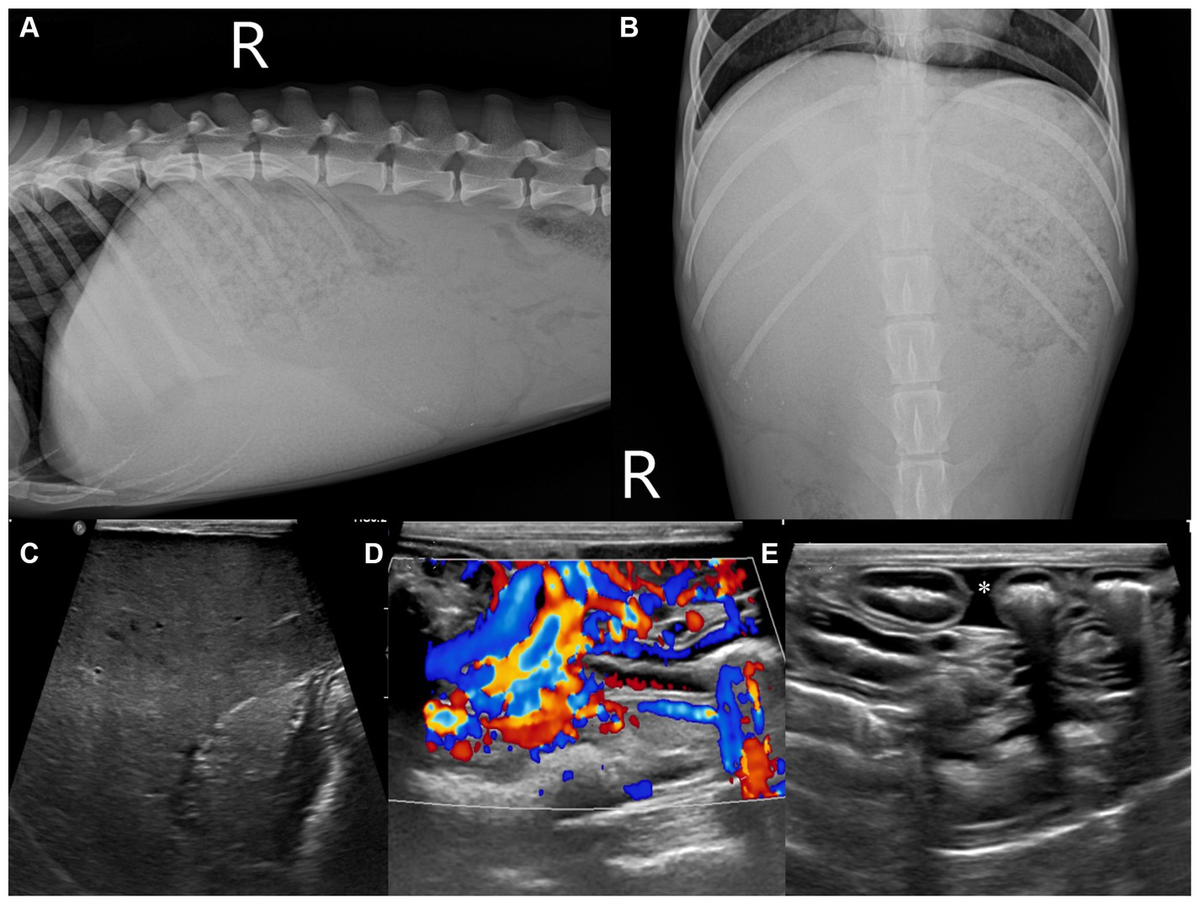 Frontiers | Case report: Ultrasonographic and computed tomographic ...