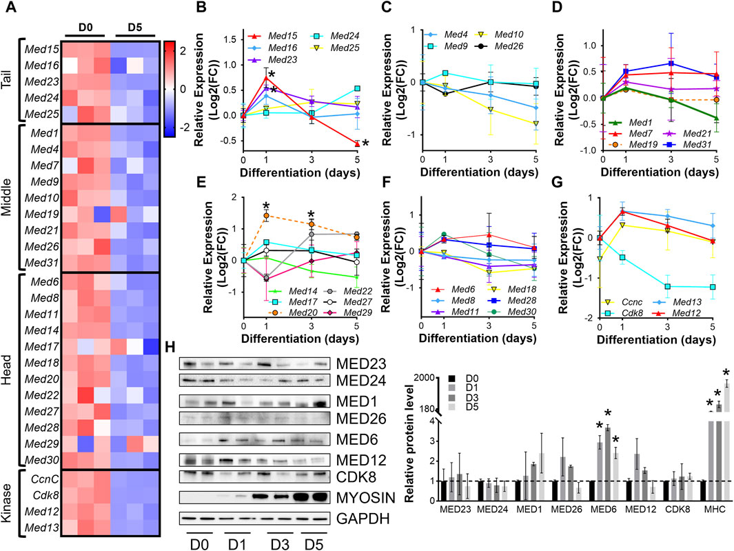 Frontiers | Temporal regulation of the Mediator complex during muscle ...