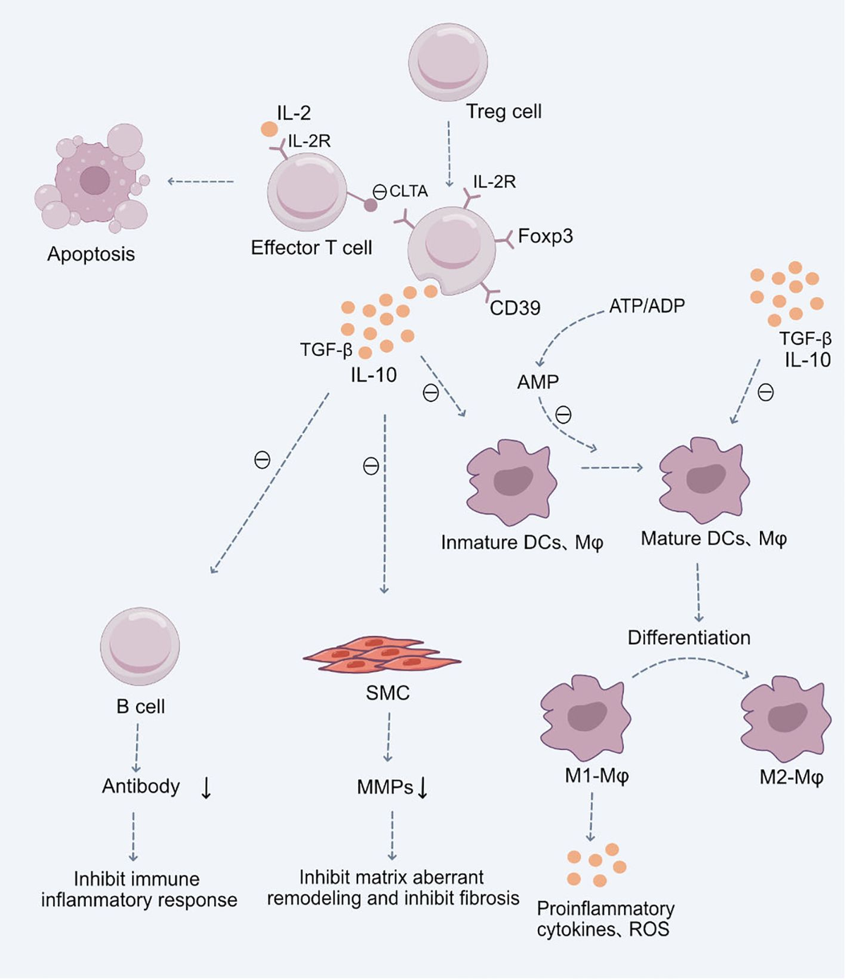 Frontiers | Role of Treg cell subsets in cardiovascular disease pathogenesis and potential ...