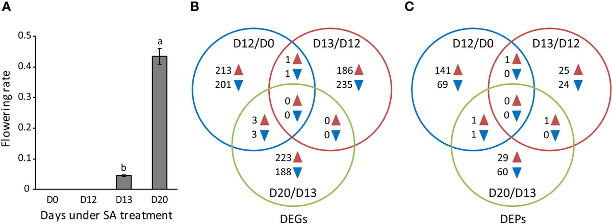 Frontiers | Extensive post-transcriptional regulation revealed by ...