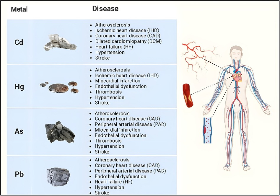 Frontiers | Non-essential heavy metal effects in cardiovascular ...