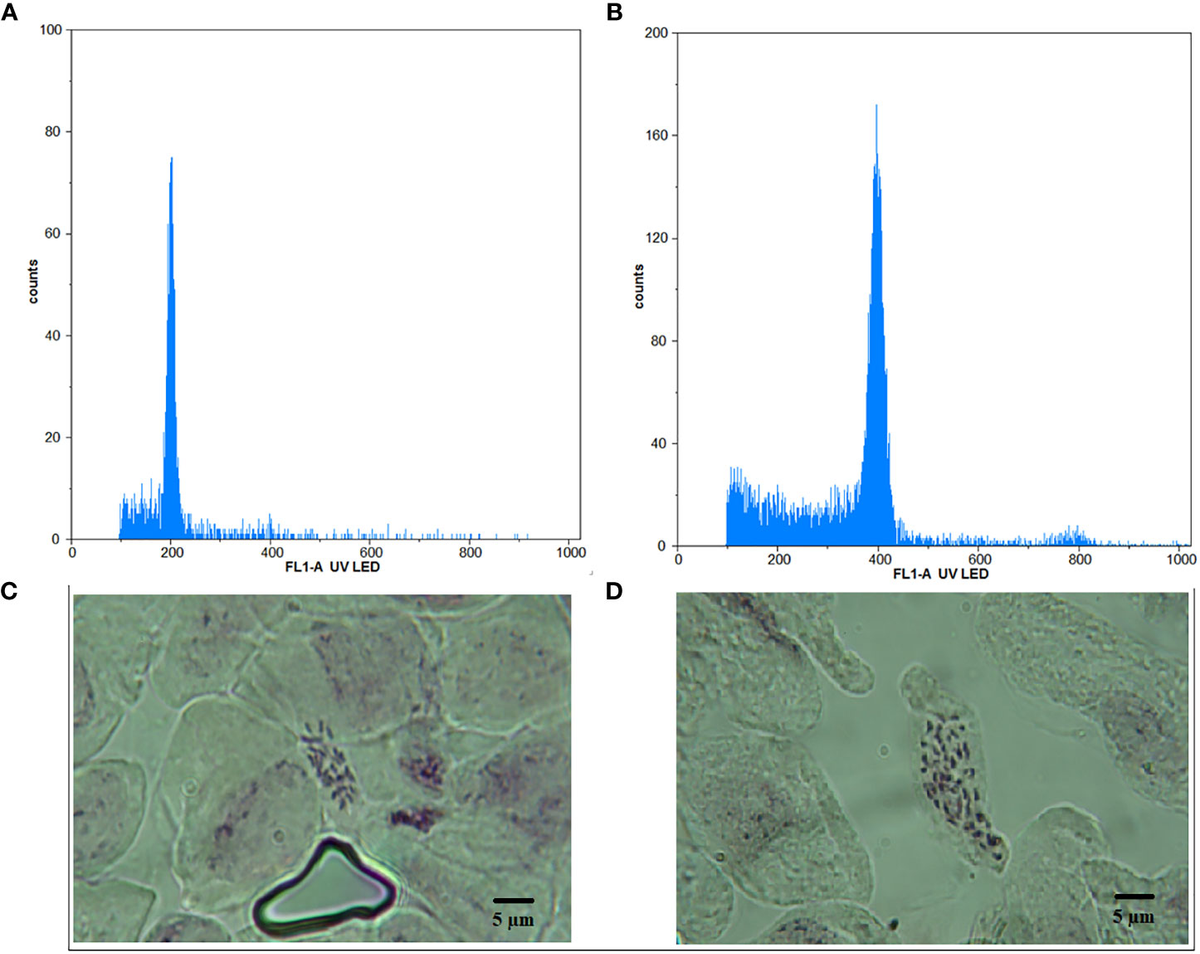 Frontiers | Synthetic polyploid induction influences morphological ...