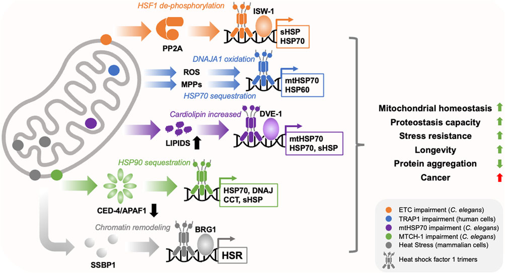 Frontiers | Potential roles for mitochondria-to-HSF1 signaling in ...