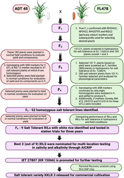 Frontiers | Development of early maturing salt-tolerant rice variety ...