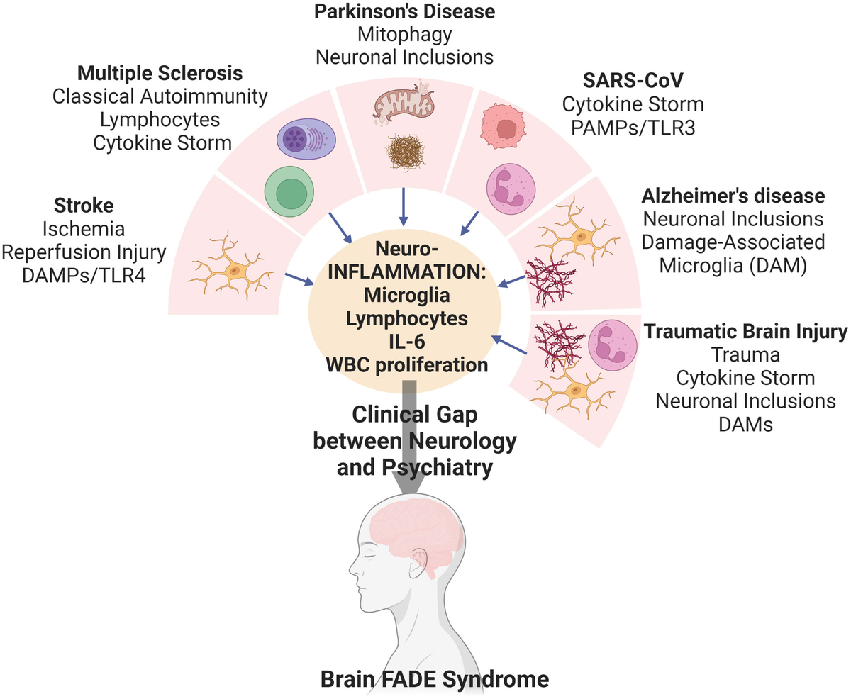 Frontiers | Brain FADE syndrome: the final common pathway of chronic ...