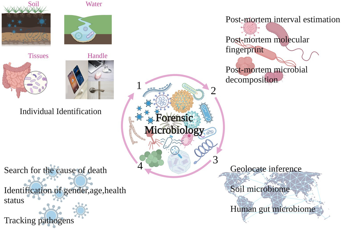 Frontiers | Advances in machine learning-based bacteria analysis for ...