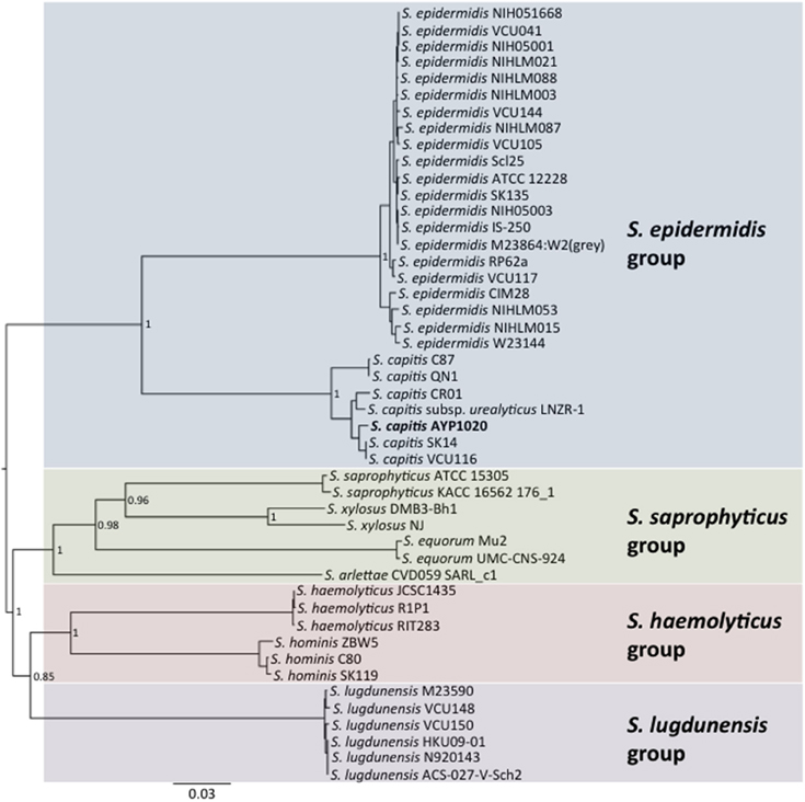 Frontiers | Insights on virulence from the complete genome of ...