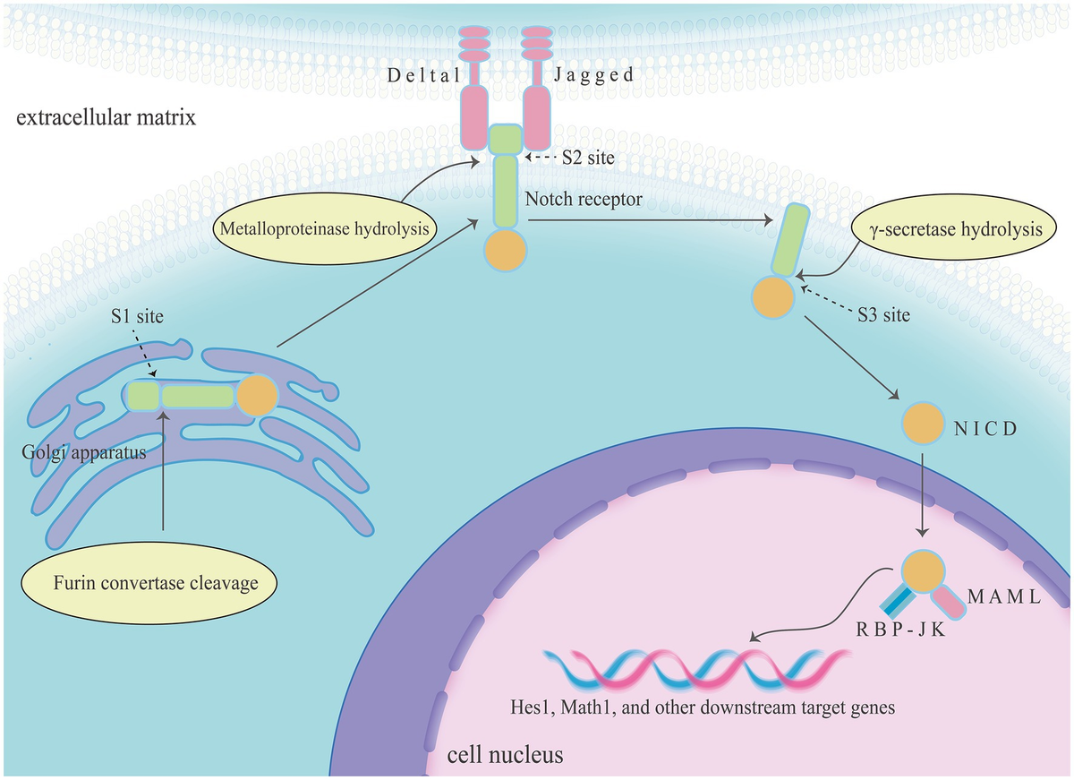 Frontiers | The role of the Notch signalling pathway in the ...