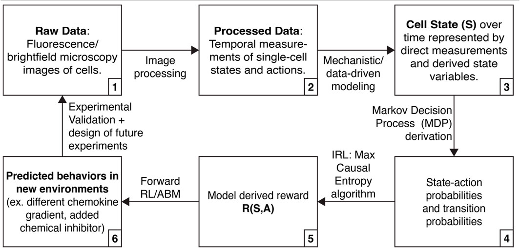 Frontiers | Integrating inverse reinforcement learning into data-driven mechanistic ...
