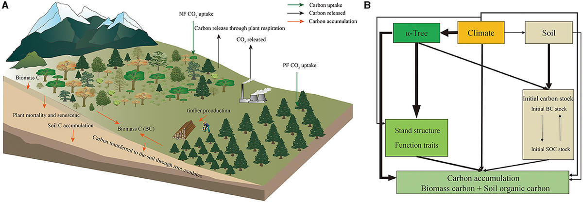 Frontiers | Factors driving carbon accumulation in forest biomass and soil organic carbon across ...
