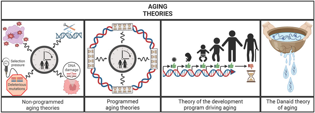 Frontiers | The hallmarks of aging as a conceptual framework for health and longevity research