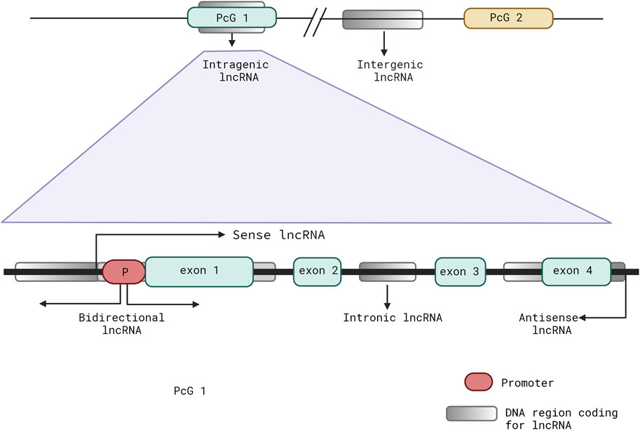 Frontiers | Long non-coding RNAs: emerging functional players in the pathobiology and ...