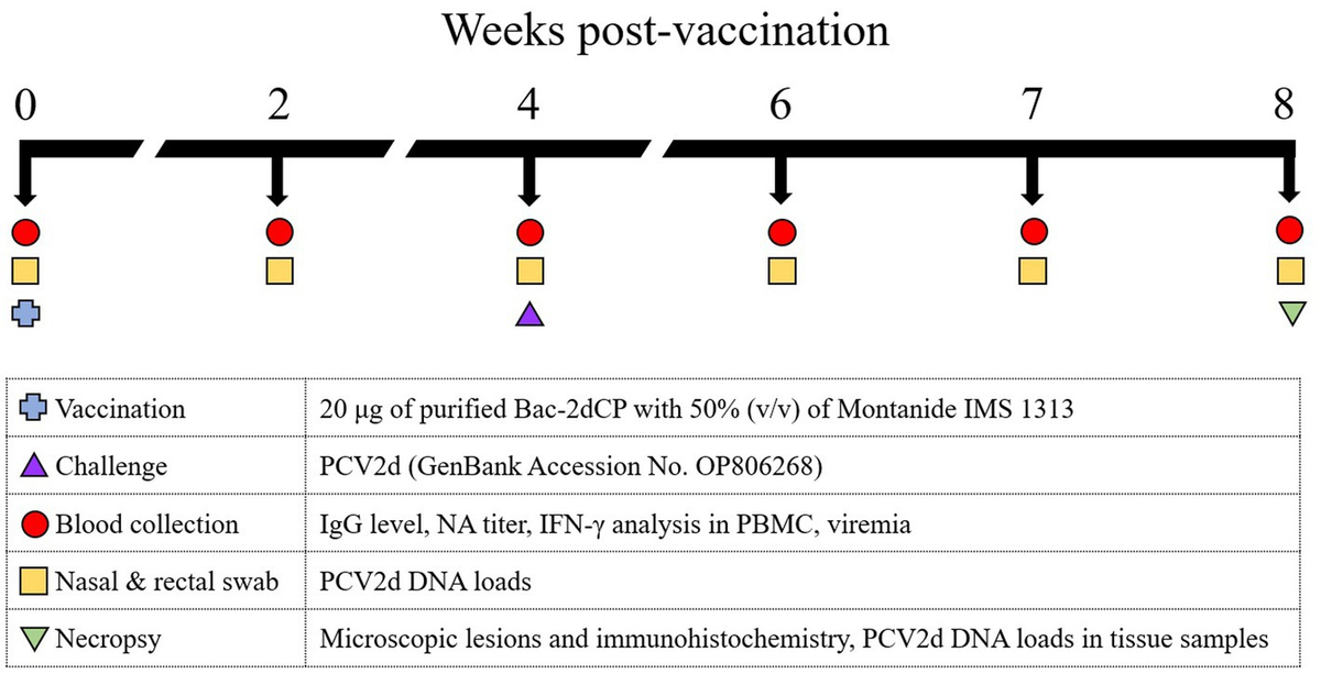 Frontiers | A porcine circovirus type 2d-based virus-like particle ...