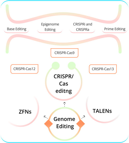 Frontiers | Advancing genome editing with artificial intelligence ...