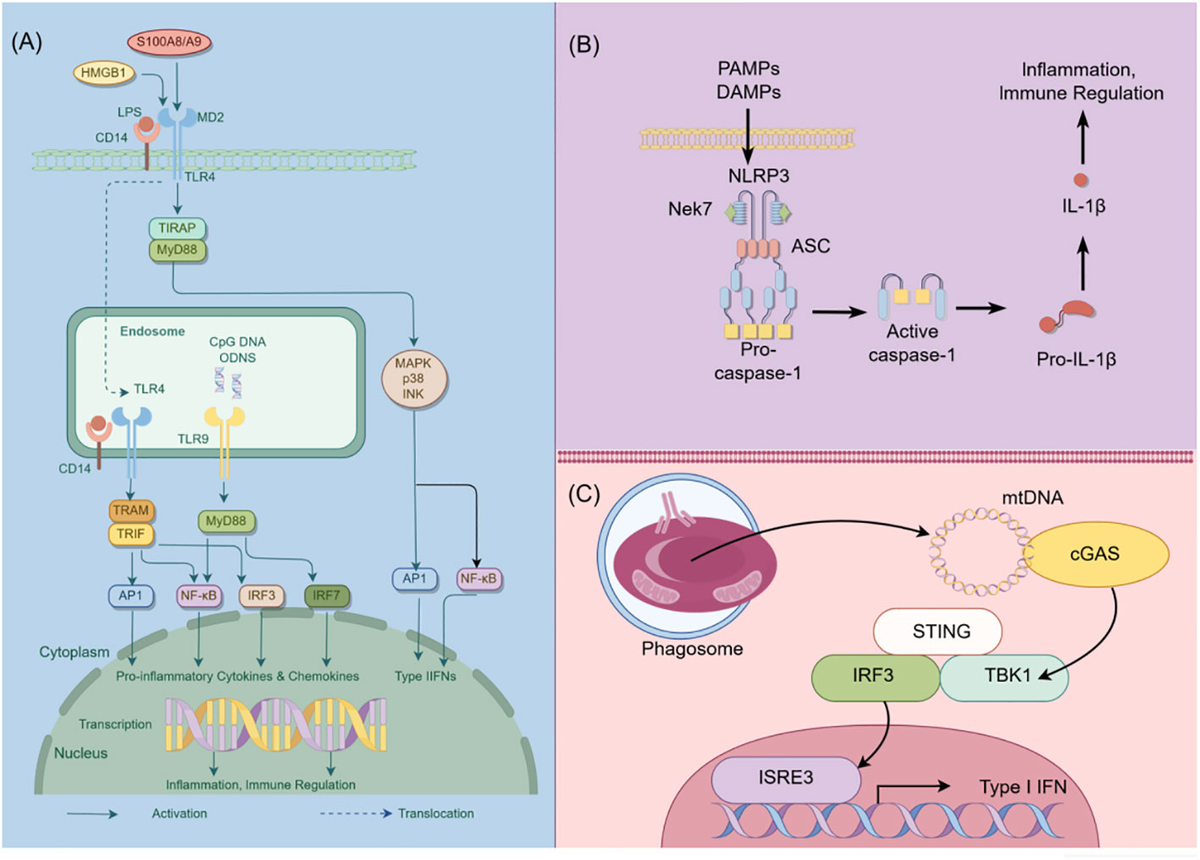 Frontiers | Understanding the podocyte immune responses in proteinuric ...