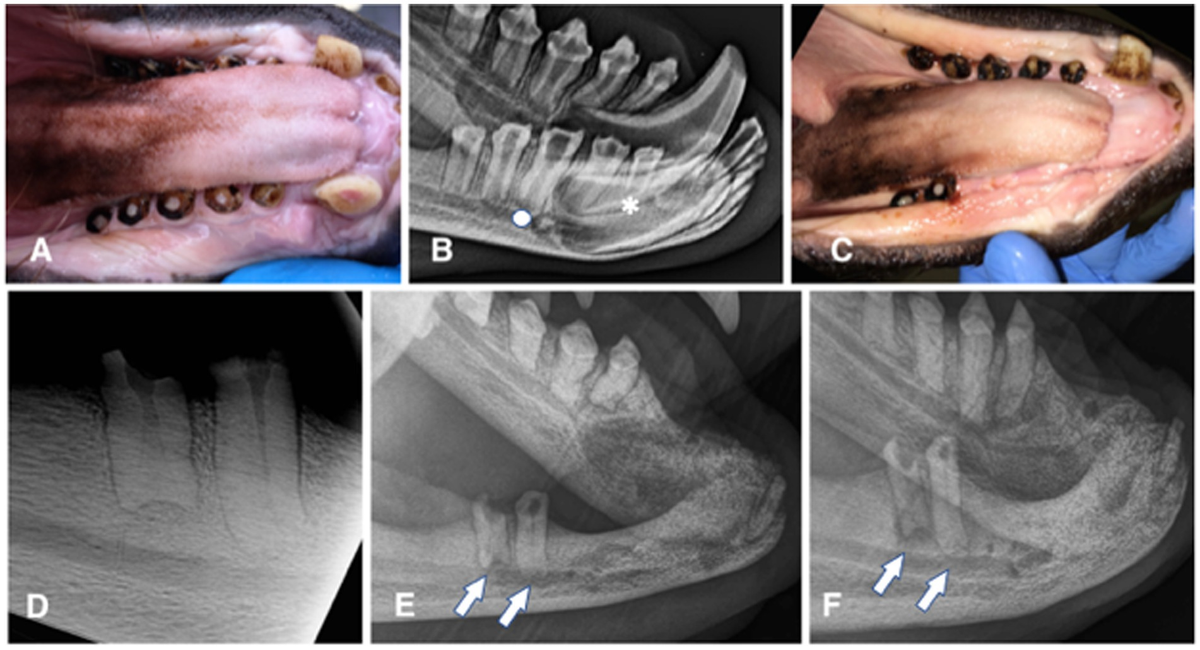 Frontiers | Clinical, radiographic and histological findings of seven ...