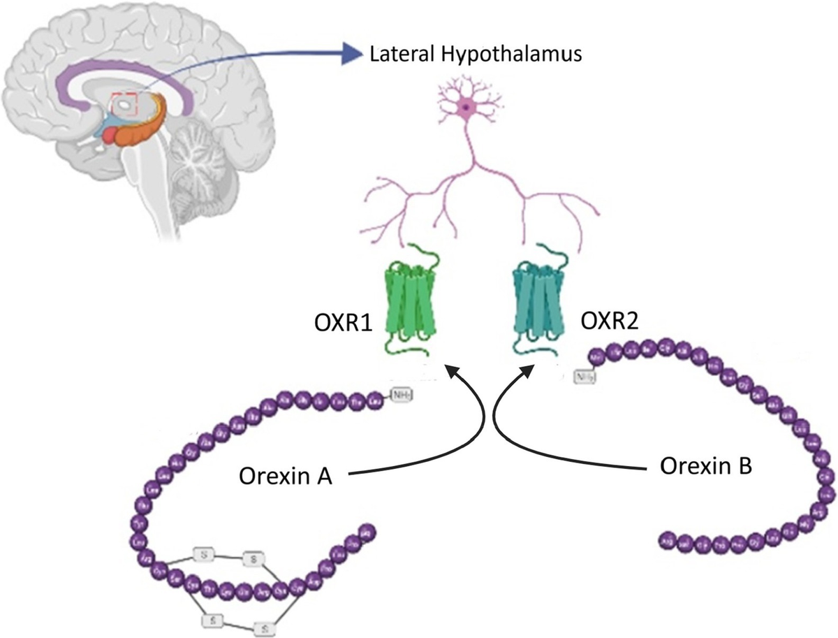 Frontiers | Orexins in apoptosis: a dual regulatory role