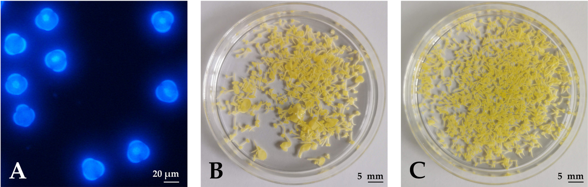 Frontiers | The effect of phytosulfokine alpha on haploid embryogenesis ...