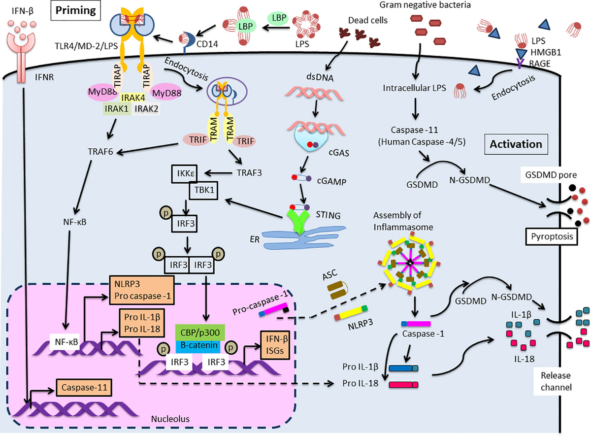 Frontiers | IRF3 function and immunological gaps in sepsis