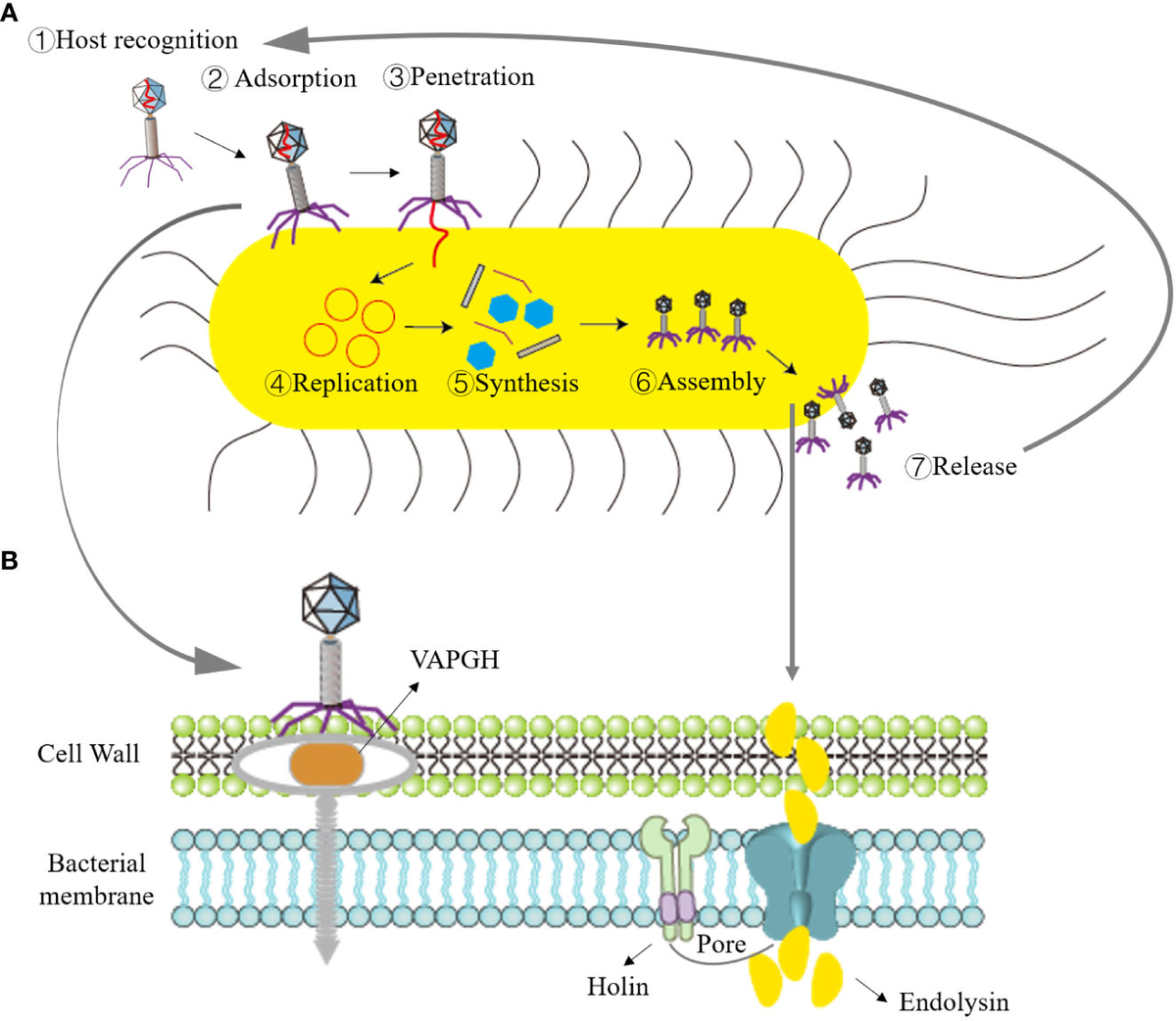 Frontiers | Bacteriophage therapy for drug-resistant Staphylococcus ...