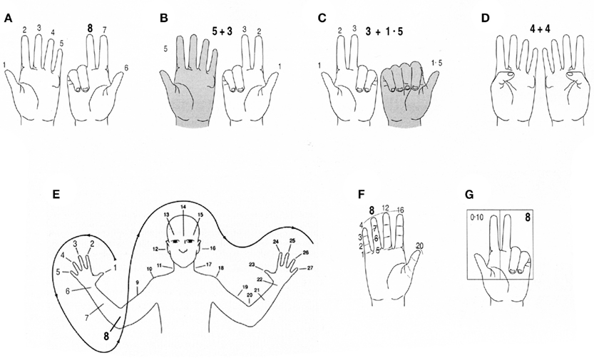 Frontiers | Fingers as a Tool for Counting – Naturally Fixed or ...