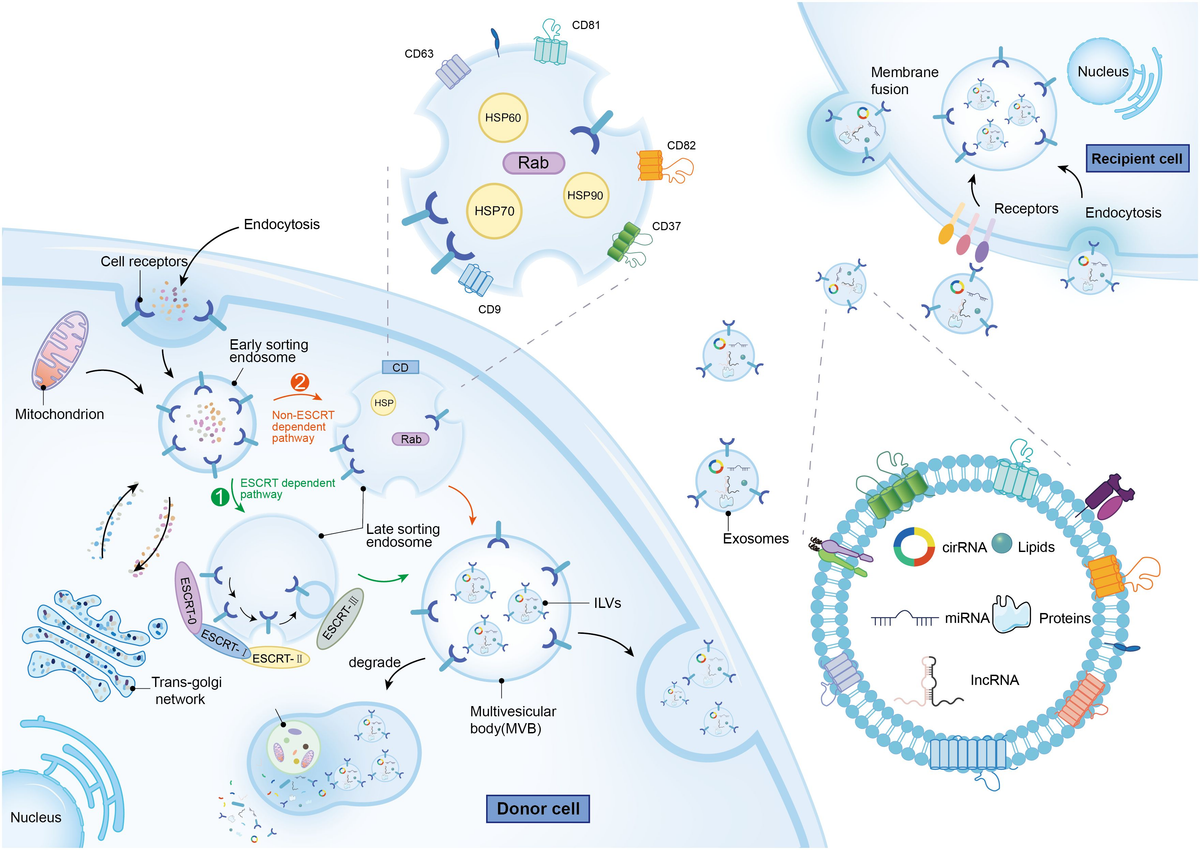 Frontiers | Exosomal noncoding RNAs: decoding their role in thyroid ...