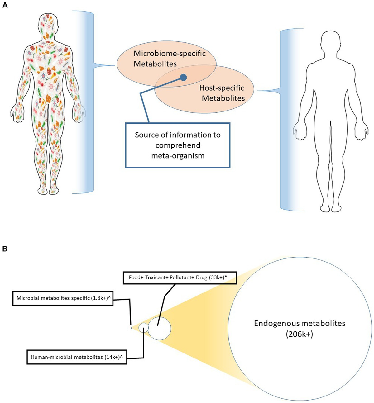 Frontiers | Metabolites: a converging node of host and microbe to ...