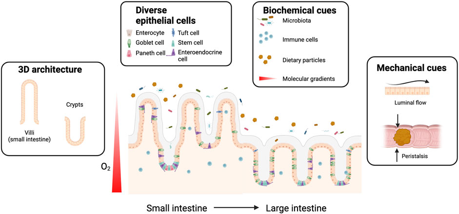Frontiers | Gut-on-chip devices as intestinal inflammation models and ...