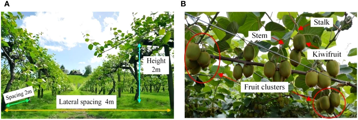 Frontiers | Design and experimentation of multi-fruit envelope-cutting ...