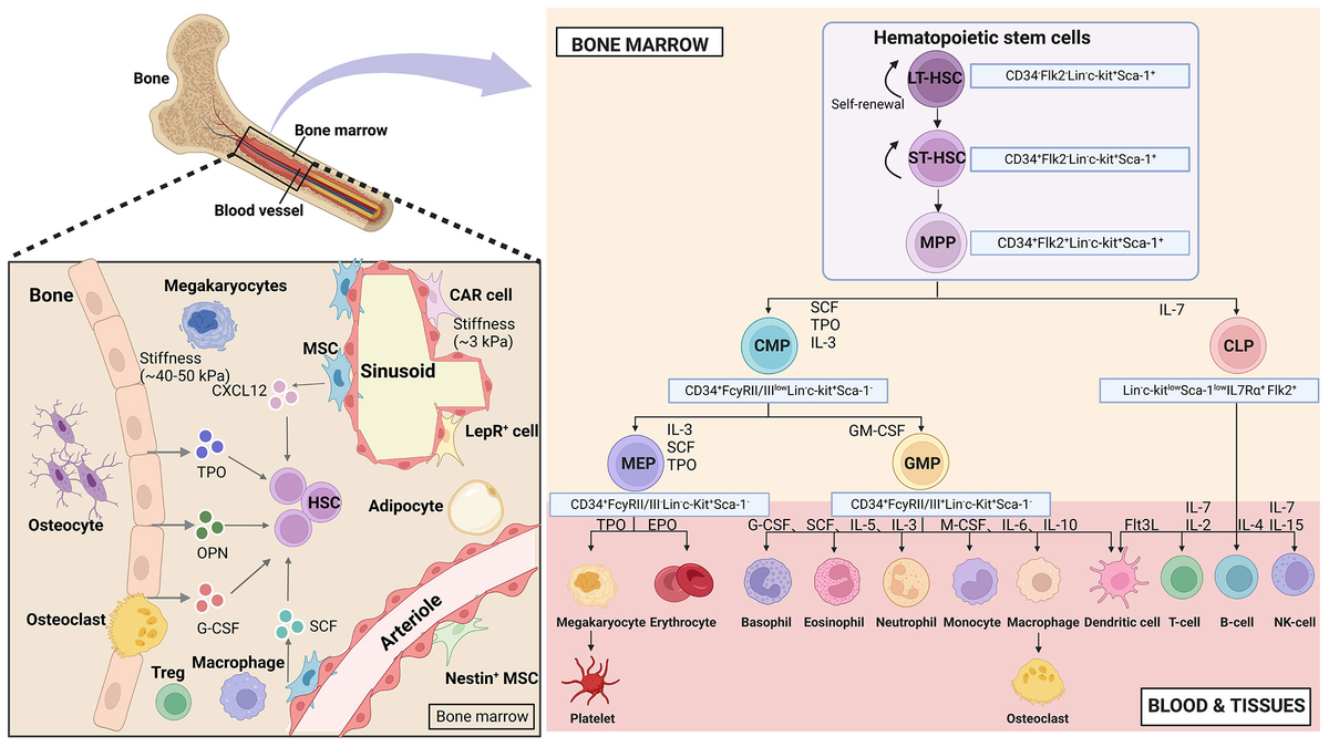 Frontiers | The impact of gut microbial signals on hematopoietic stem ...