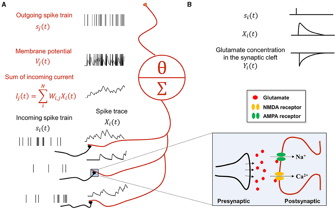 Frontiers | Predictive coding with spiking neurons and feedforward gist signaling