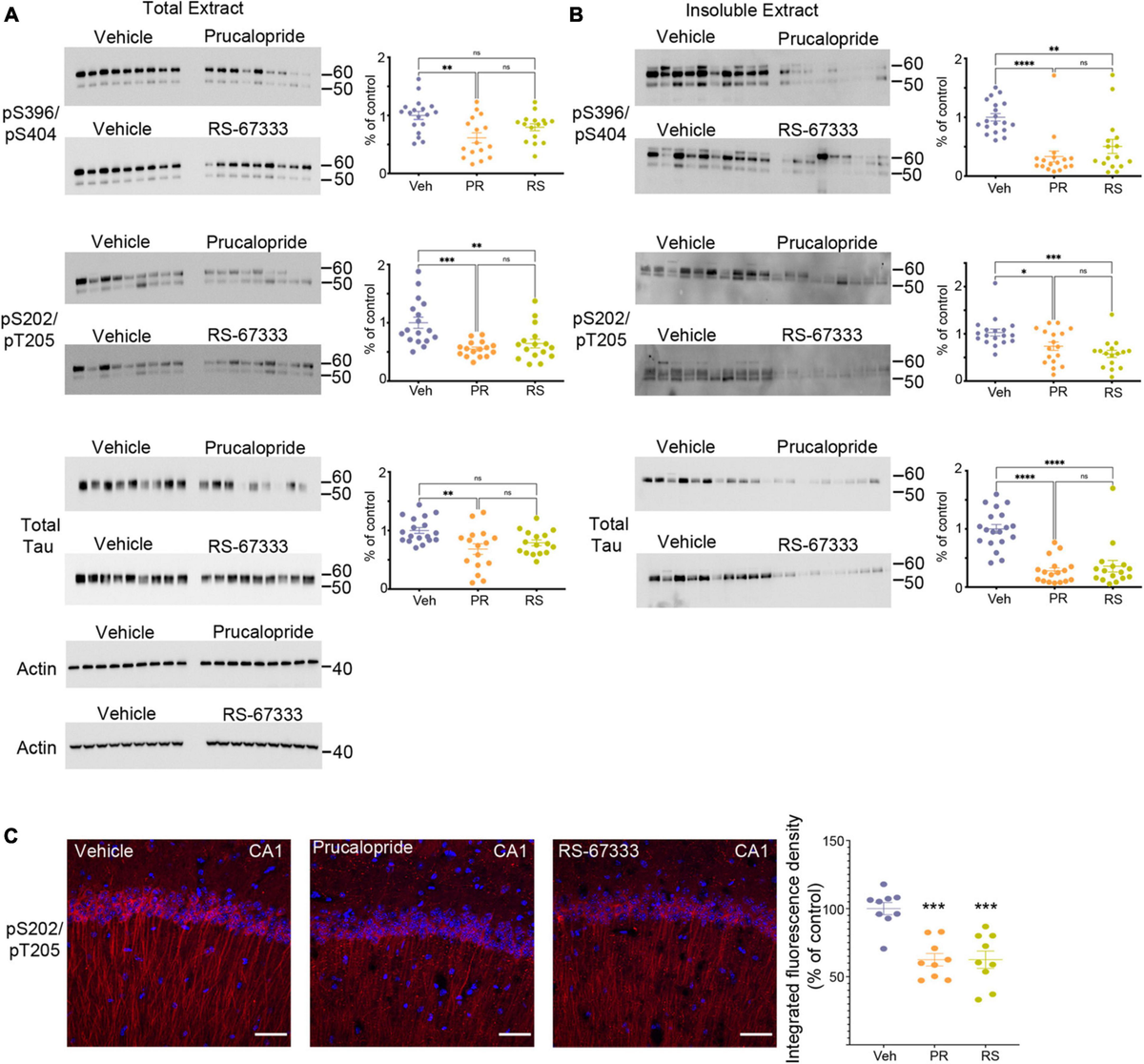 Frontiers | 5-HT4 receptor agonists treatment reduces tau pathology and ...