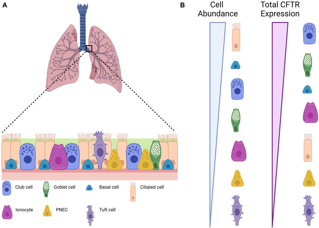 Frontiers | Cell type-specific regulation of CFTR trafficking—on the ...