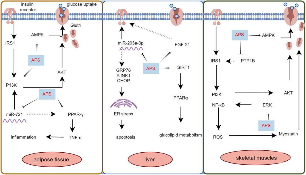 Frontiers | The potential of astragalus polysaccharide for treating ...