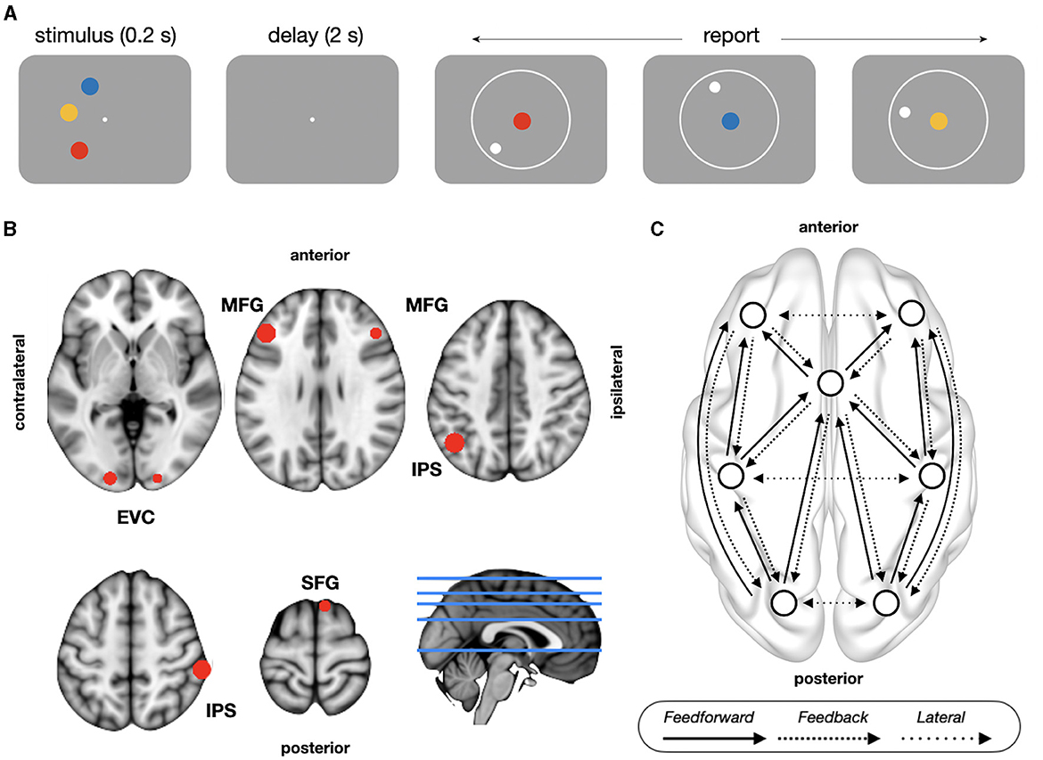 Frontiers | Effective connectivity of working memory performance: a DCM ...