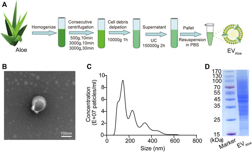 Frontiers | Aloe-derived vesicles enable macrophage reprogramming to ...