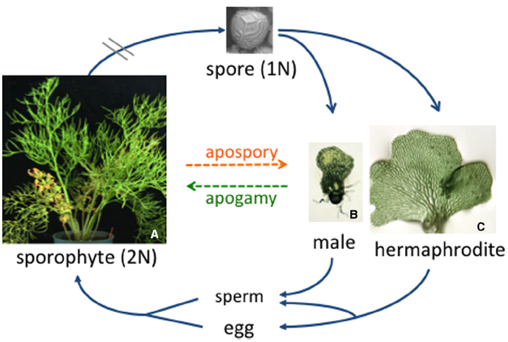 Ferns Spores Reproduction