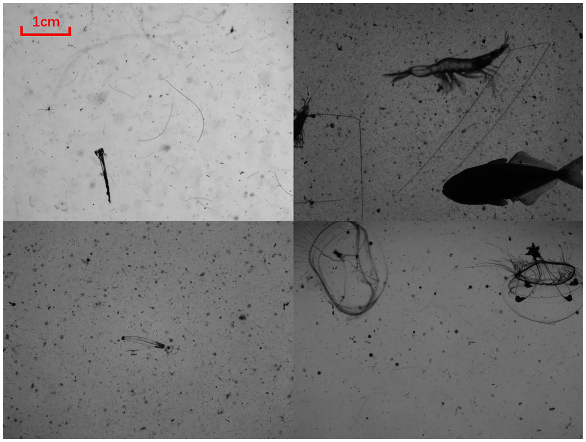 Frontiers | Automated zooplankton size measurement using deep learning ...