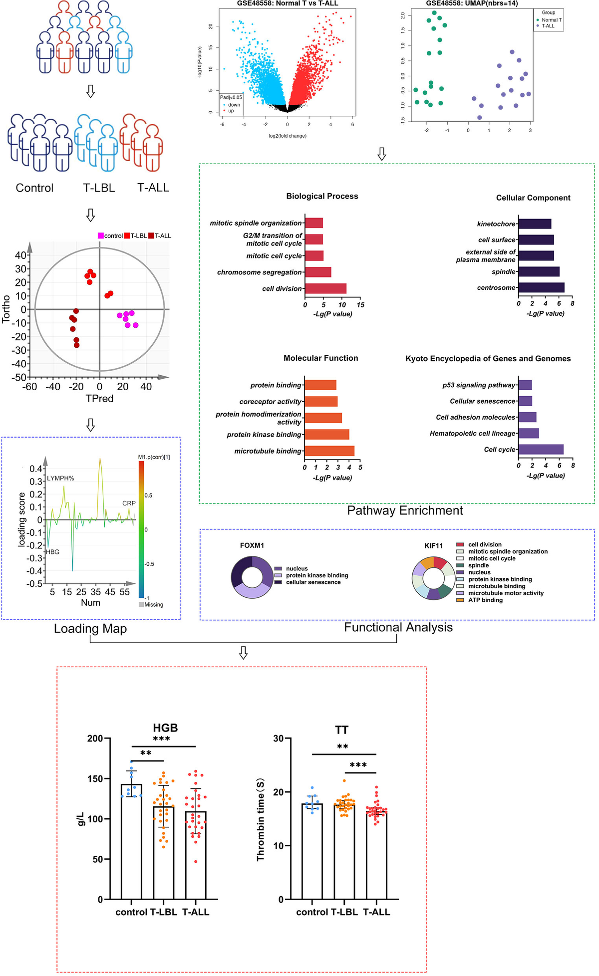 Frontiers | Key candidate genes and pathways in T lymphoblastic leukemia/lymphoma identified by ...