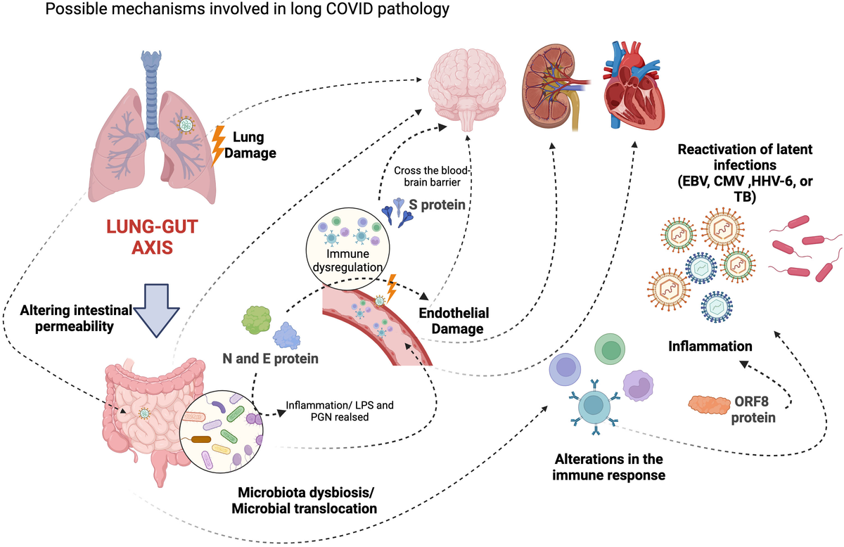 Frontiers | Pathophysiological, immunological, and inflammatory ...