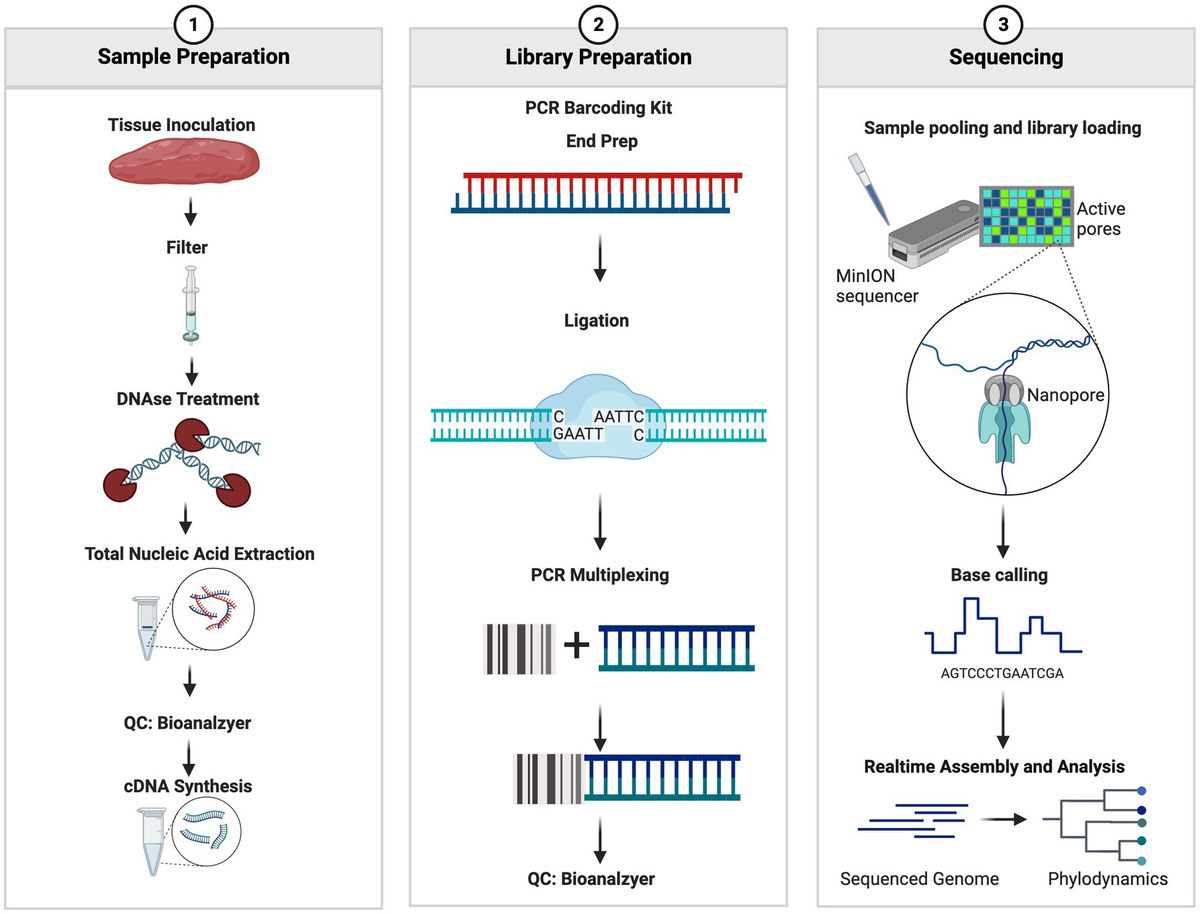 Frontiers | Rapid detection of high consequence and emerging viral ...