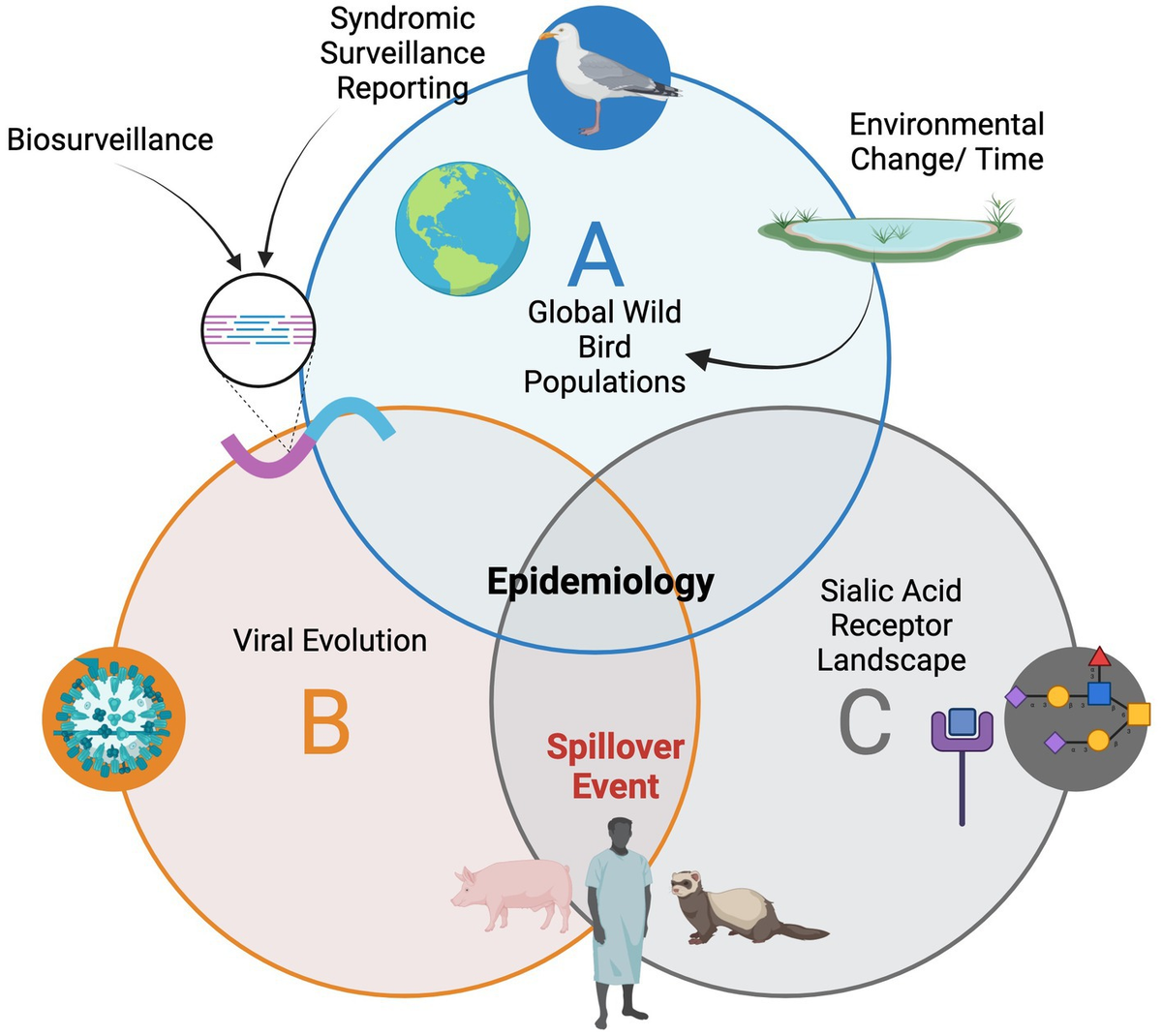 Frontiers | Transboundary determinants of avian zoonotic infectious ...