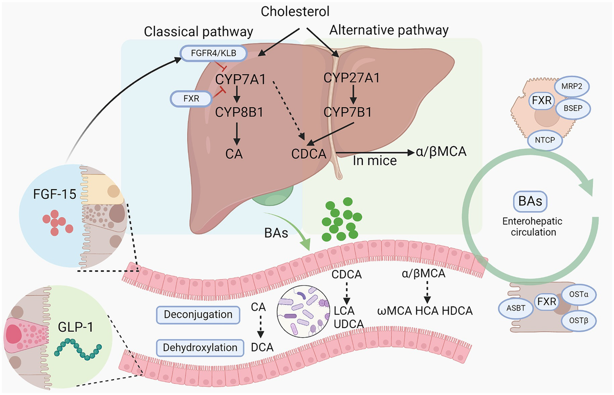Frontiers | Regulating bile acids signaling for NAFLD: molecular ...
