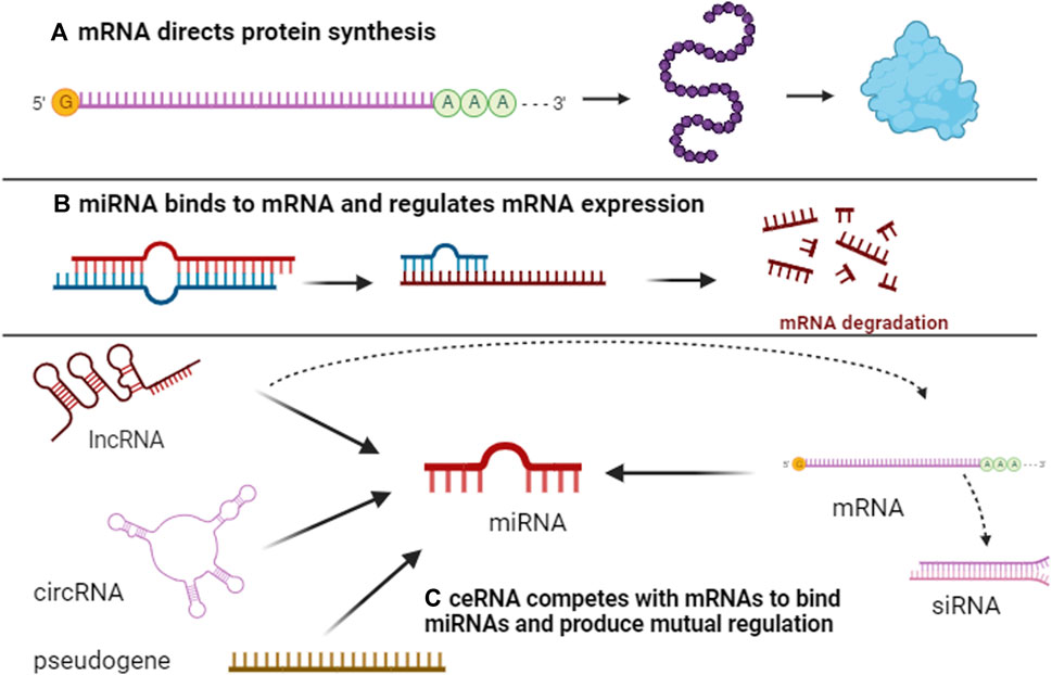 Frontiers | The role of competing endogenous RNA network in the ...