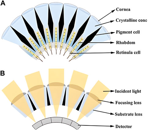 Frontiers | Miniature bioinspired artificial compound eyes ...