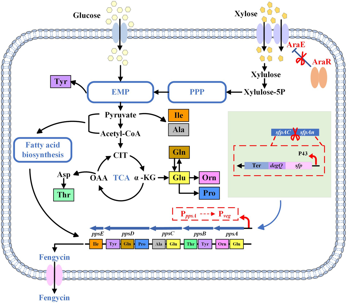 Frontiers | Construction of Bacillus subtilis for efficient production ...