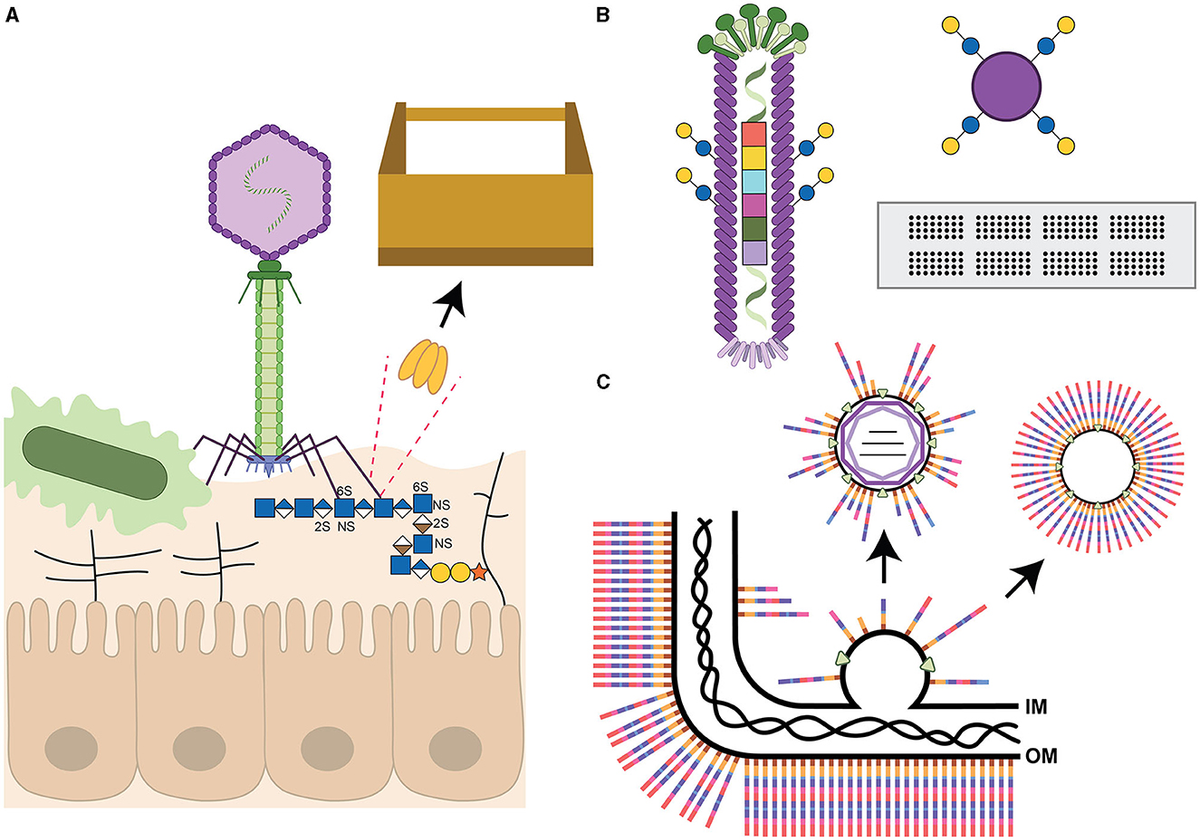 Frontiers | Bacteriophages and their unique components provide ...