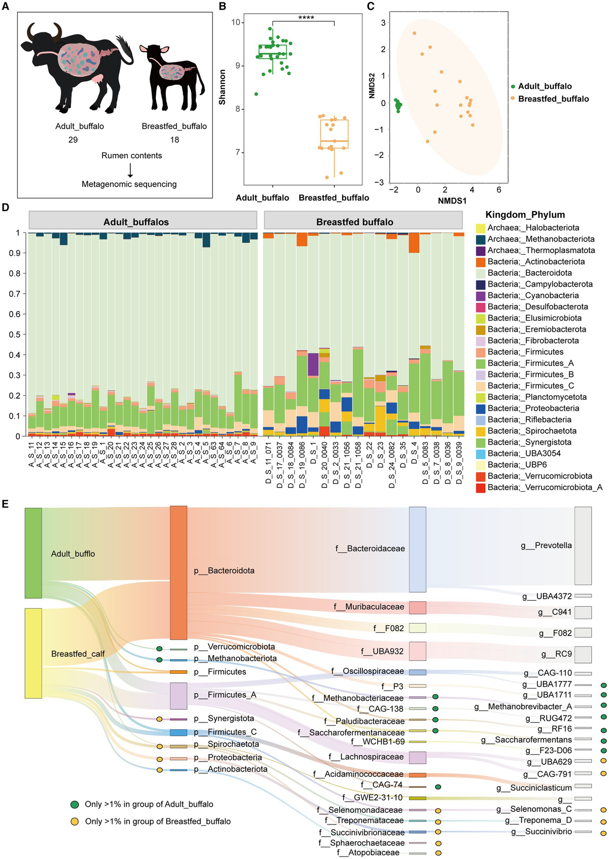 Frontiers | Age-related compositional and functional changes in the ...