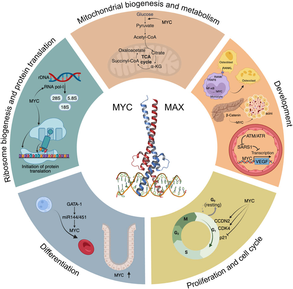 Frontiers | MYC: there is more to it than cancer
